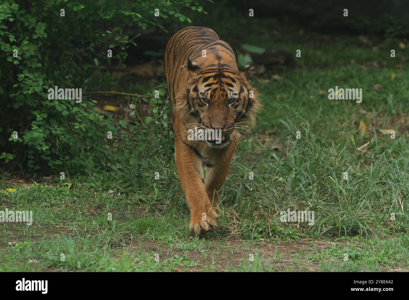 A Sumatran tiger walks around in the bushes after wallowing Stock Photo ...