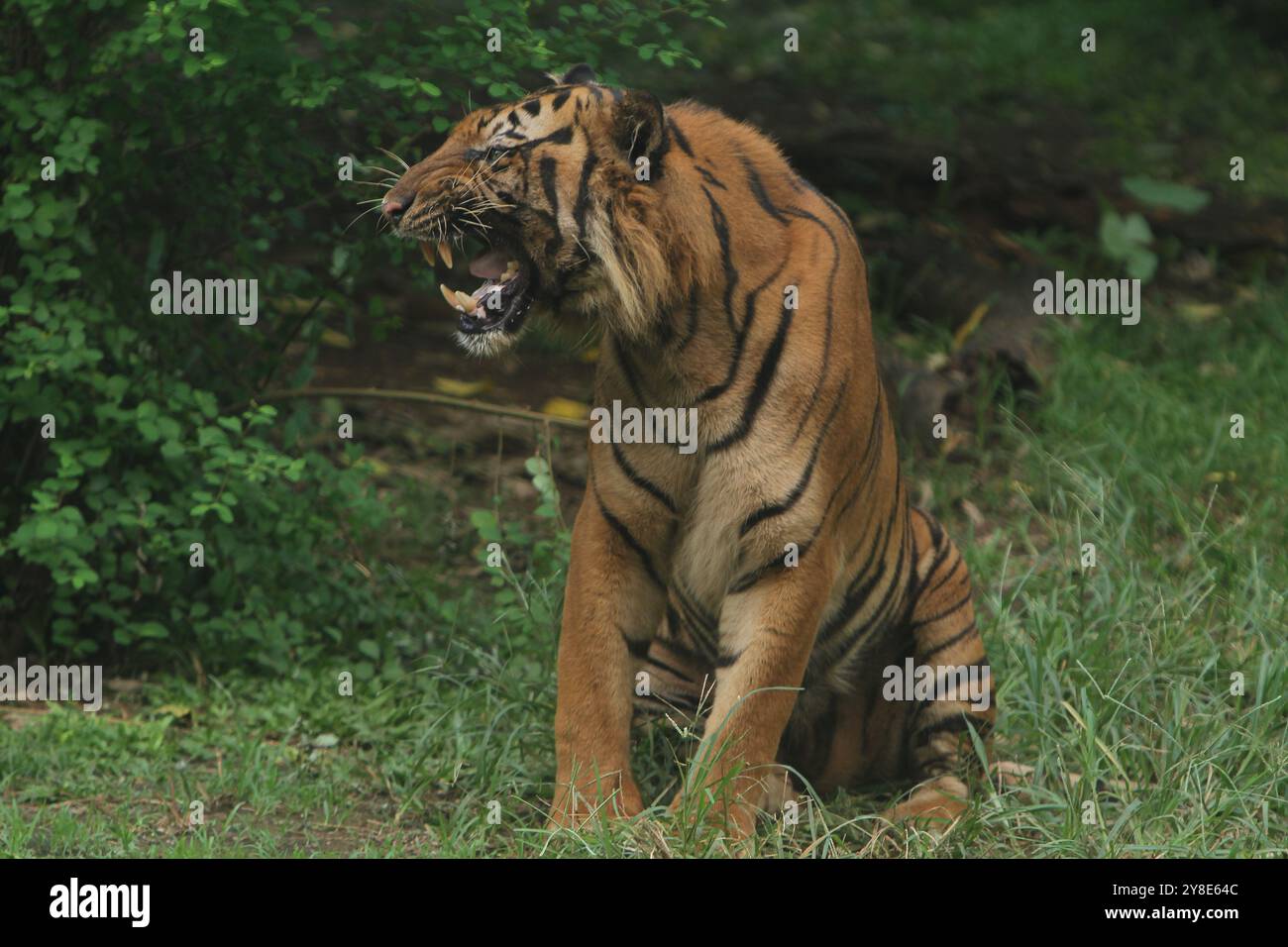 A Sumatran tiger sitting in the grass while observing the surroundings ...