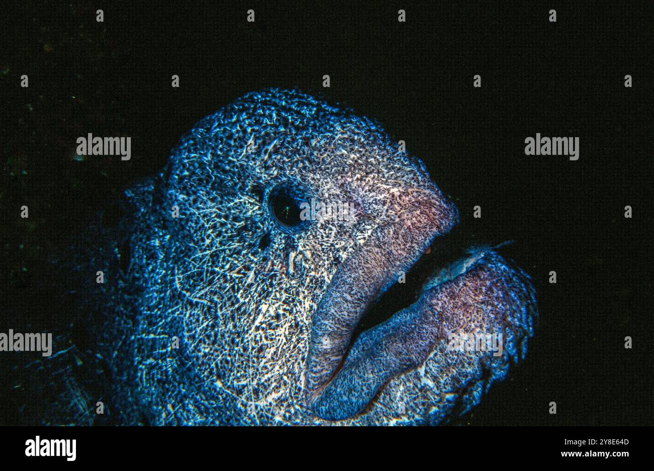 Underwater Scuba Diving Photography in the Ocean as we look at a Wolf ...