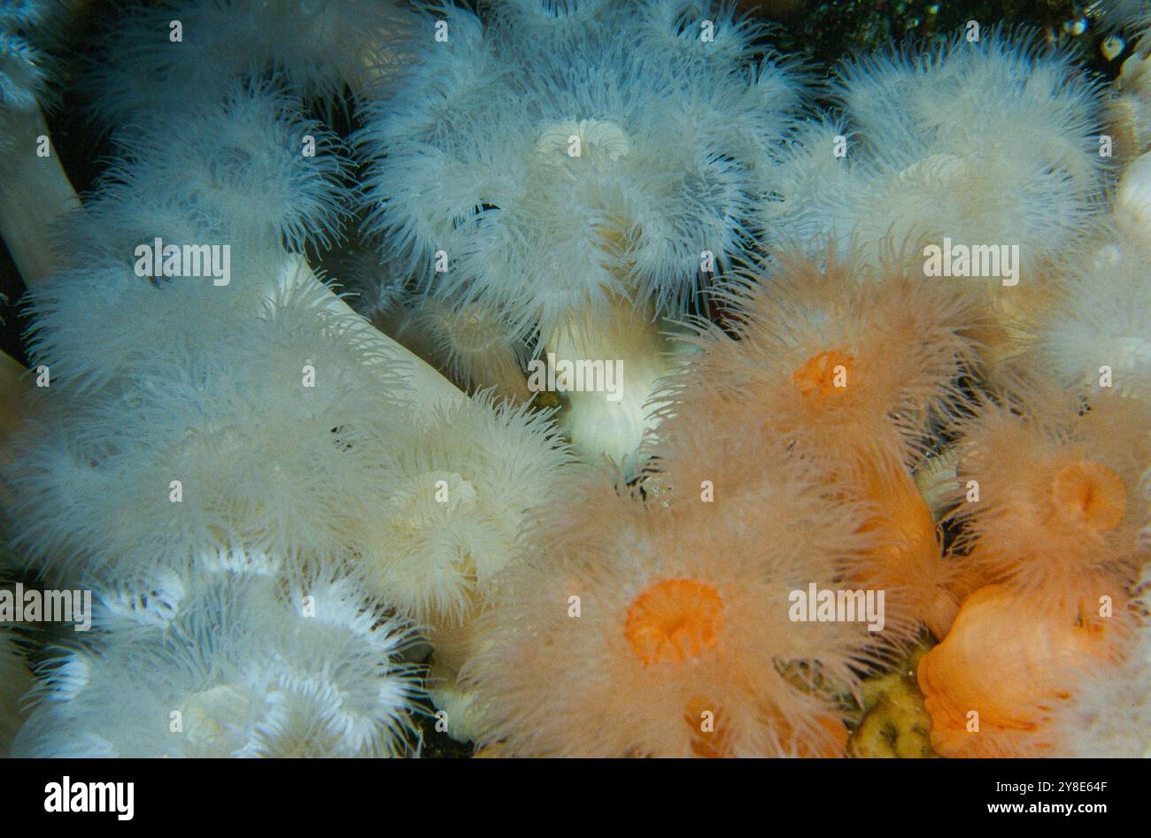 Underwater Scuba Diving Photography in the Ocean as we look at Sea ...