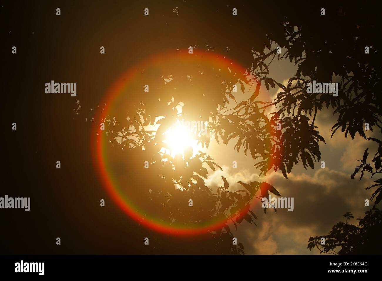 beautiful refraction of sunlight between the leaves Stock Photo - Alamy