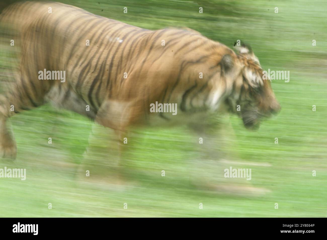 Sumatran tiger standing hi-res stock photography and images - Alamy