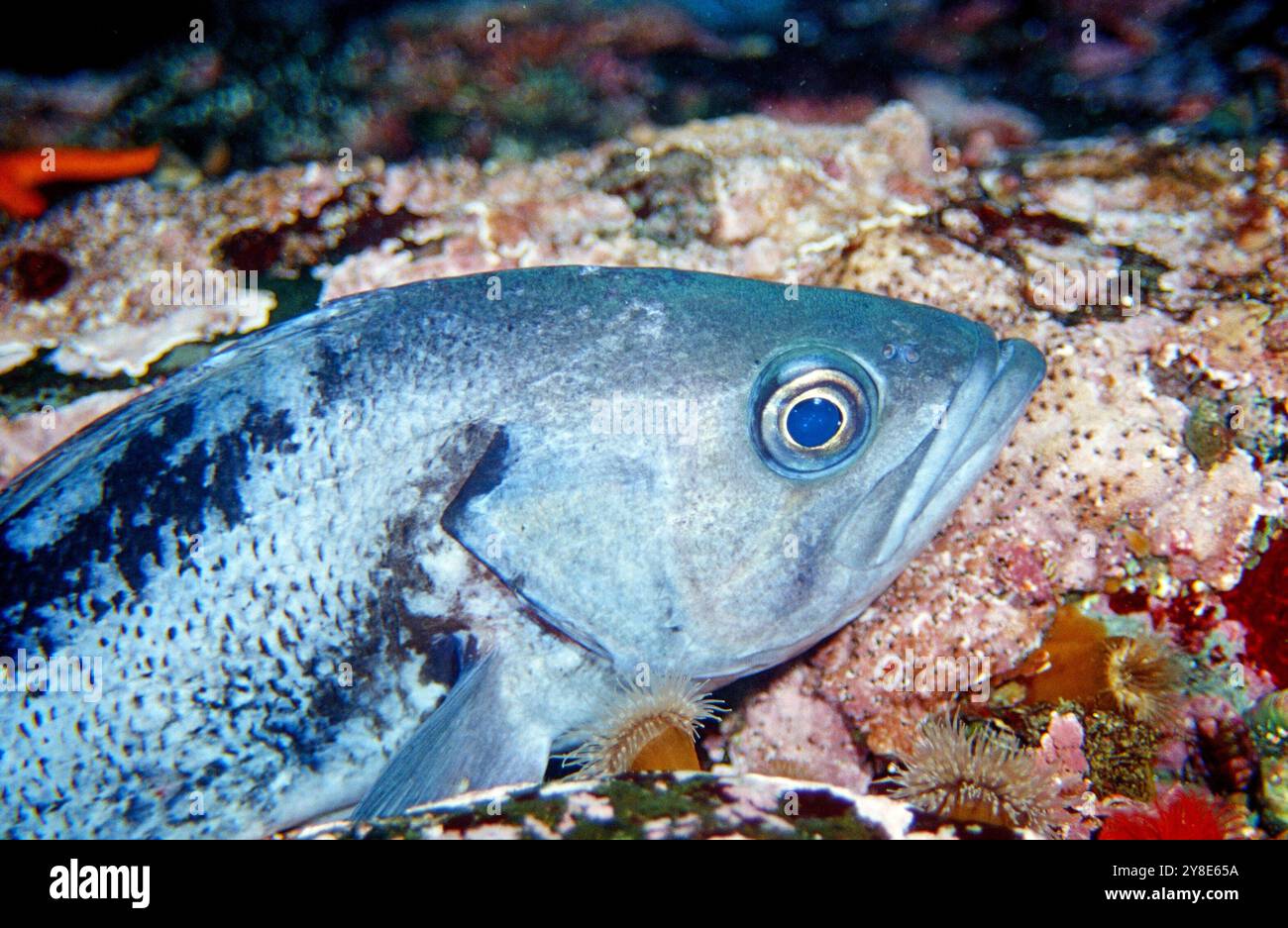 Underwater Scuba Diving Photography in the Ocean as we look at an Blue ...