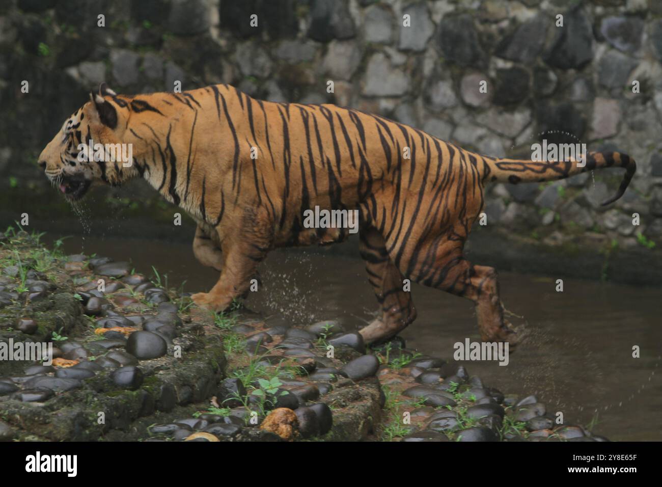 Tiger jumping hi-res stock photography and images - Alamy