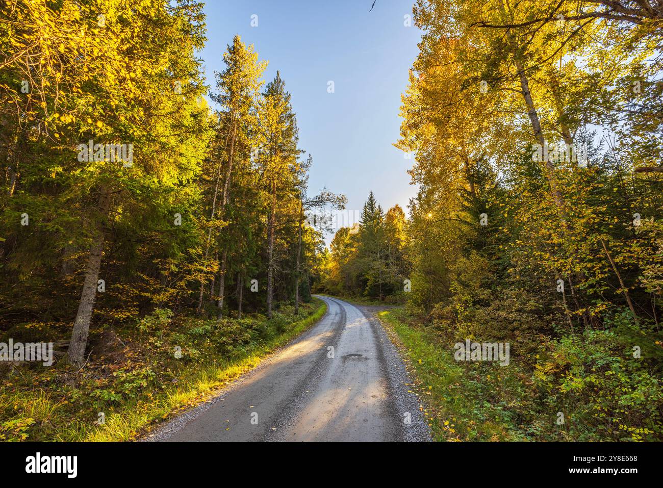 Autumn forest road winding through trees with sunlight shining through ...