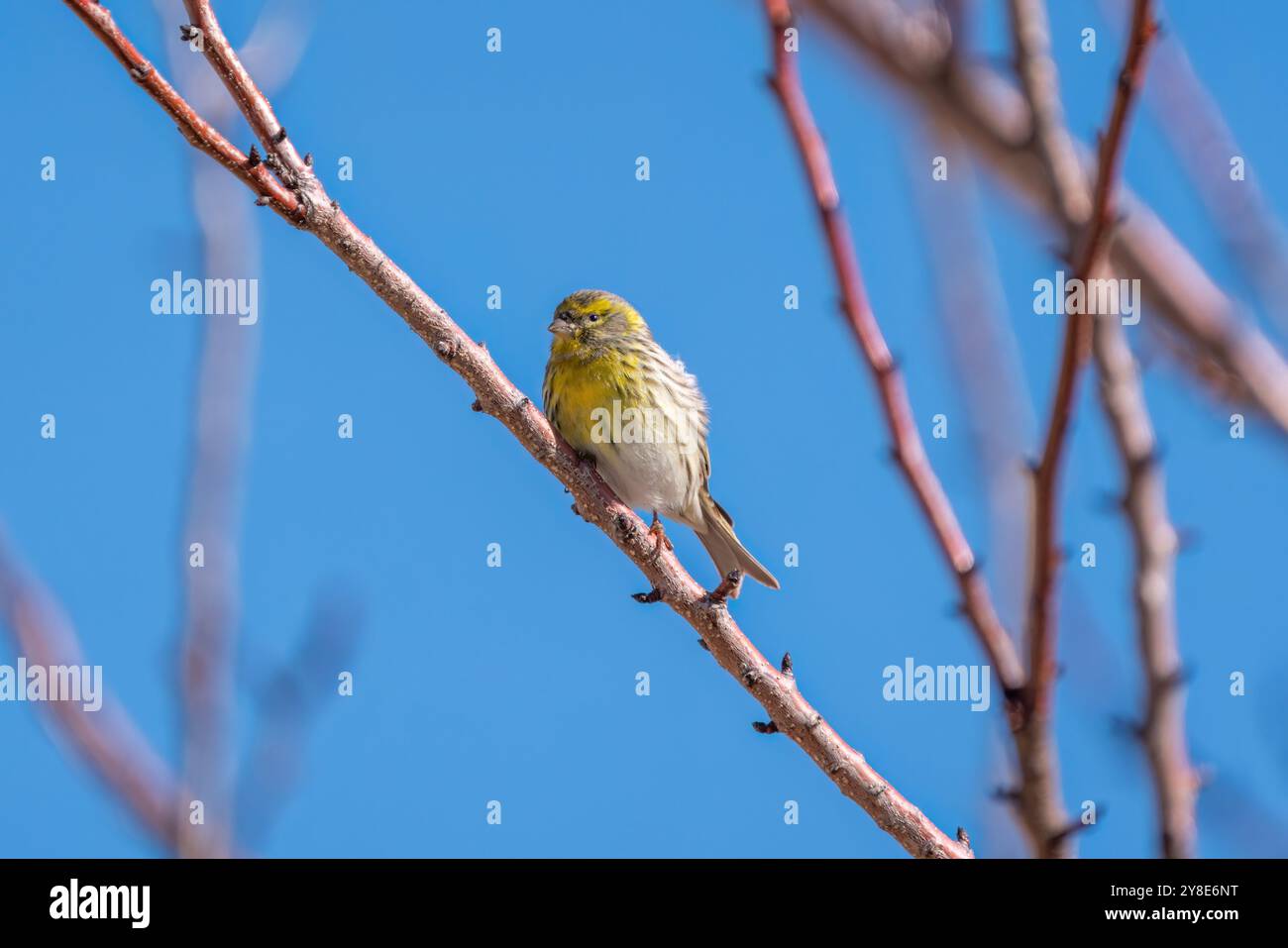 European Serin on a tree branch Stock Photo - Alamy