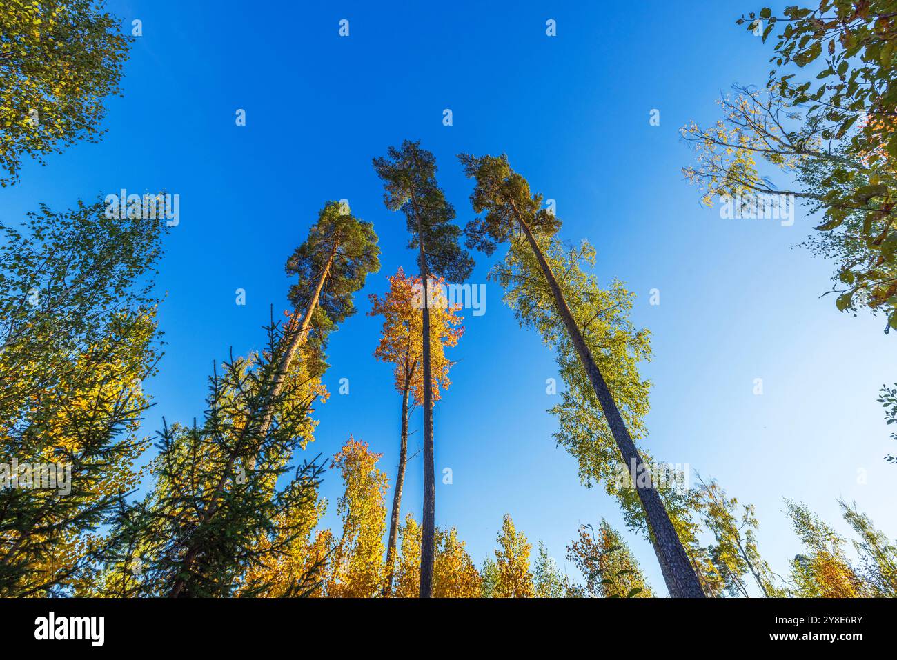 Looking up tall aspen trees hi-res stock photography and images - Alamy