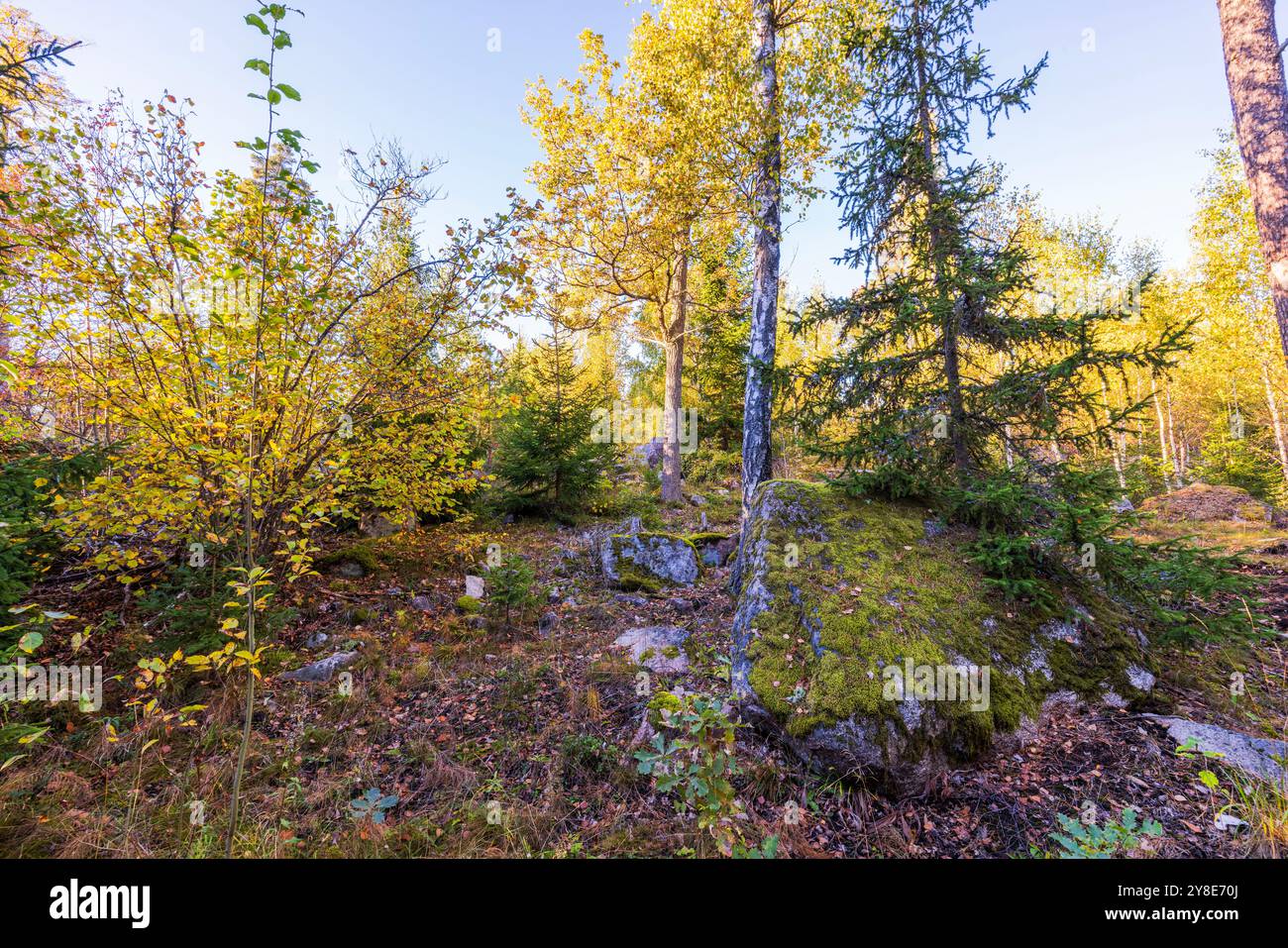 Forest scene with moss-covered rocks and trees in golden autumn colors ...