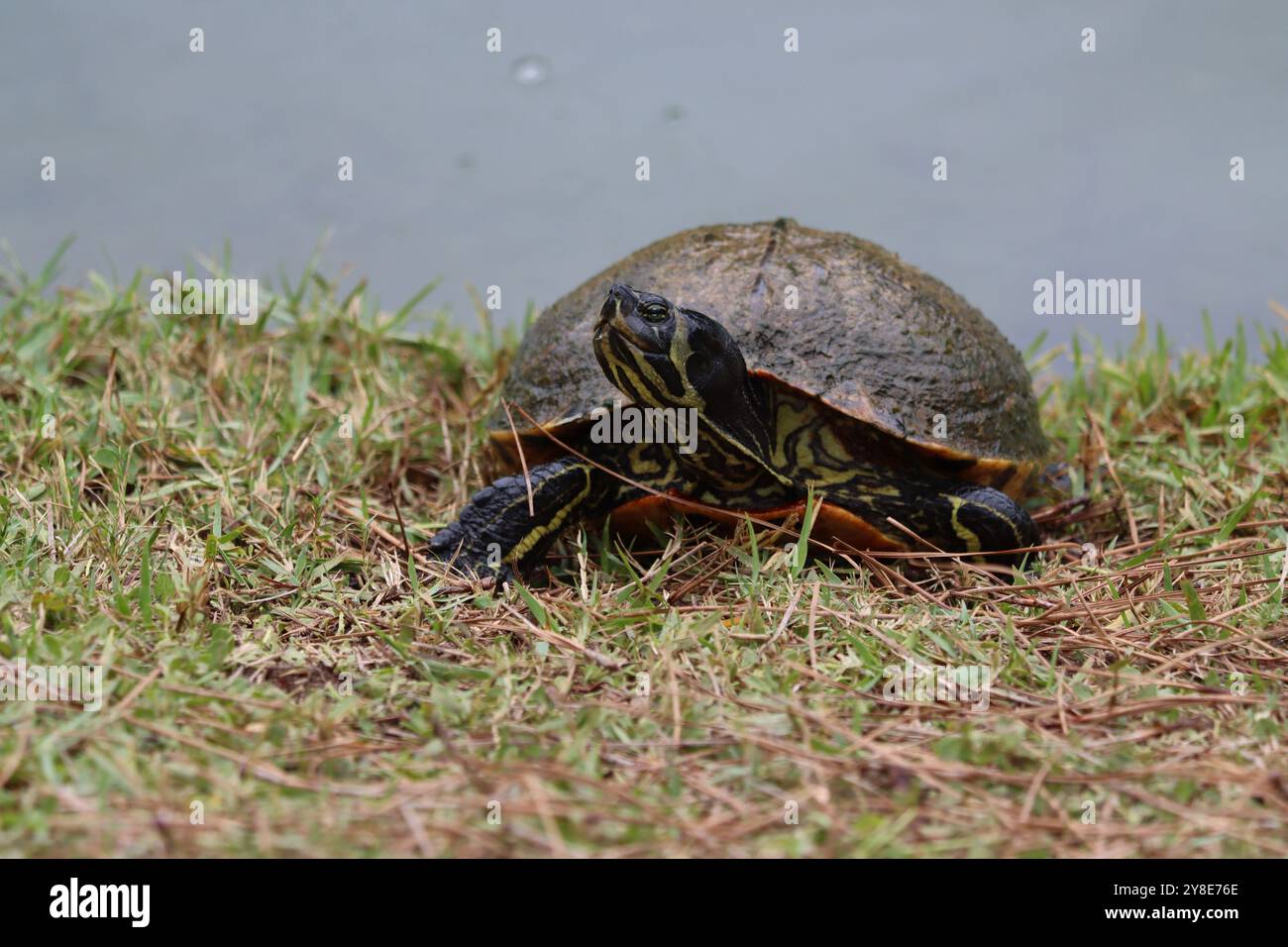 A turtle enjoying the summer sunshine out of the water Stock Photo - Alamy
