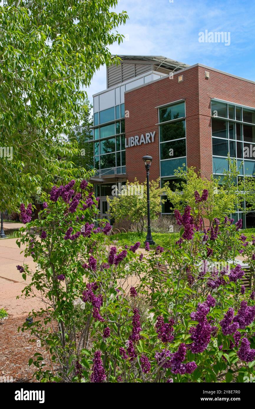 Flowering lilac bush adorn plaza at modern Rifle Branch Library in ...