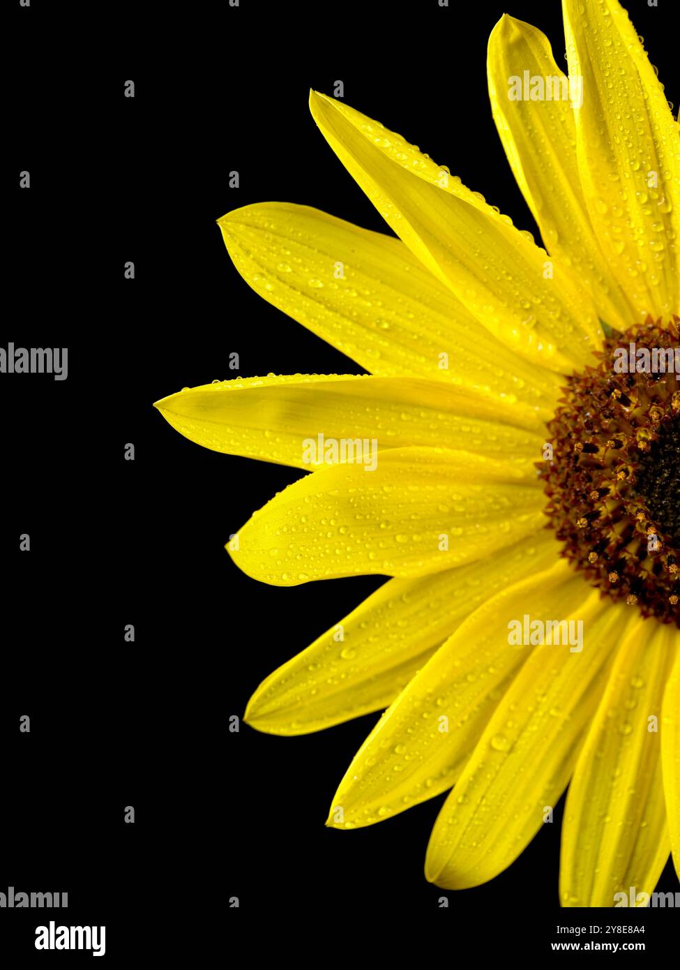 An abstract close up photo of half of a sunflower covered in water ...