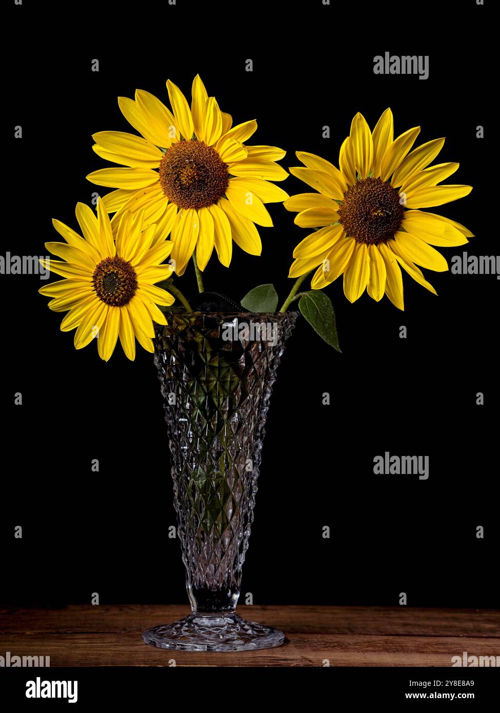 A close up still life photo of yellow sunflowers in a glass vase Stock ...
