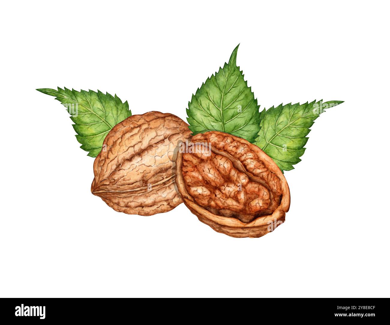 Whole walnut and half kernel with green leaves, watercolor illustration ...