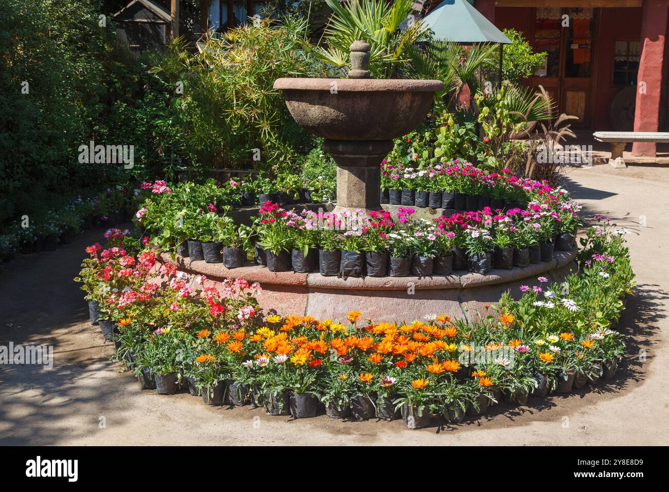 Blooming colorful flowers fountain in Pueblito de los Dominicos ...