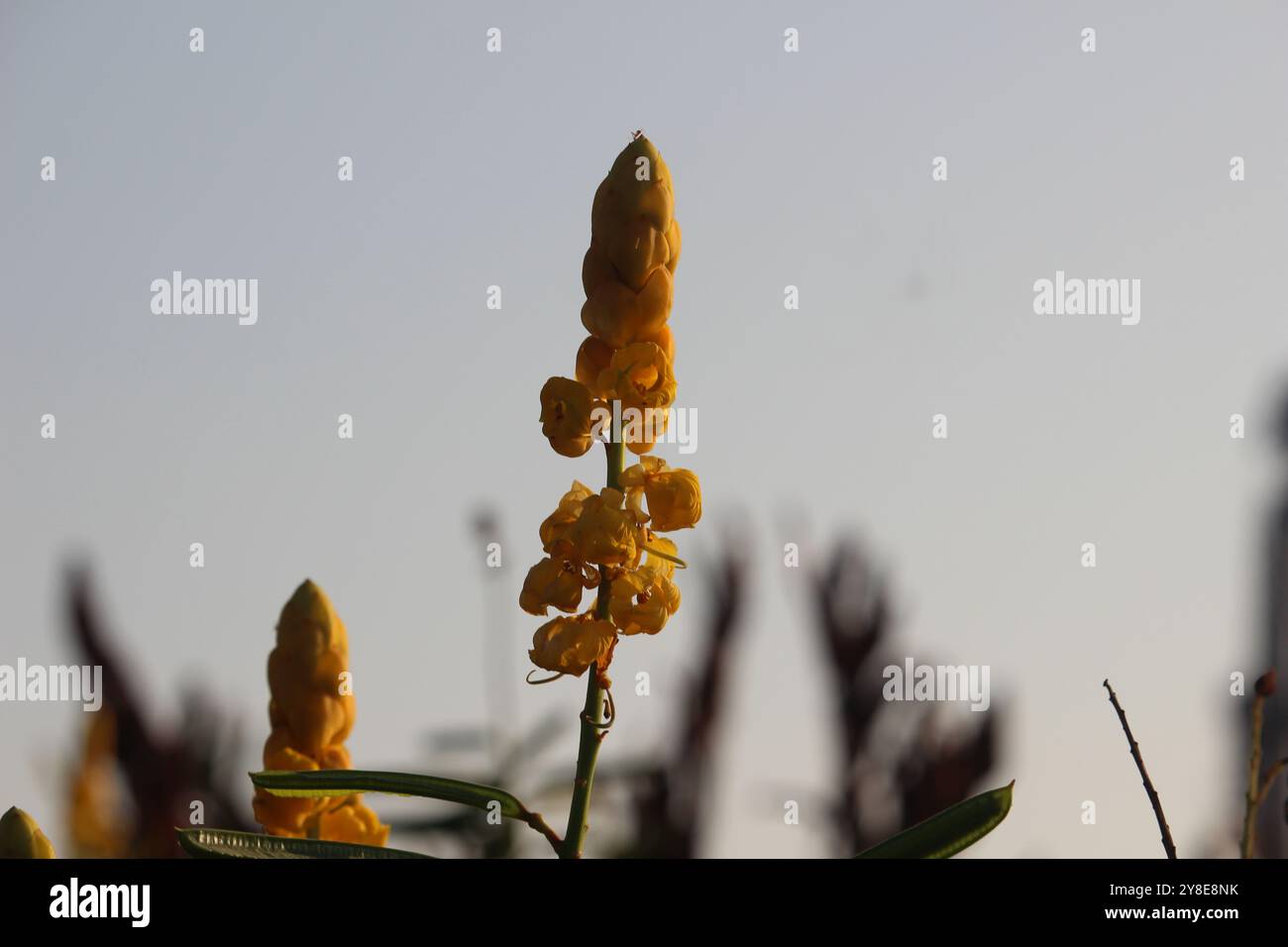 The yellow Senna alata flowers that bloom are infested with ants Stock ...