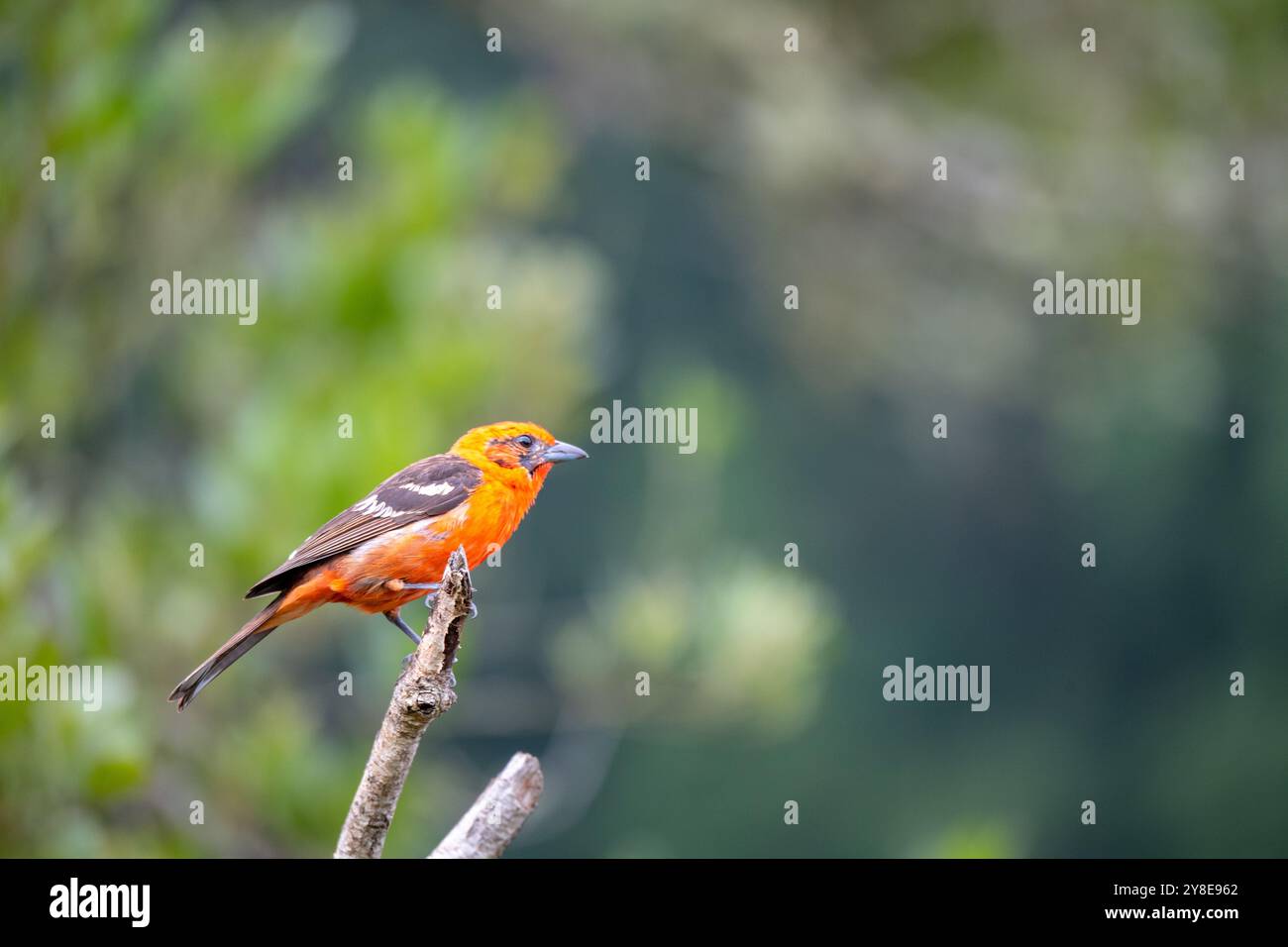 Flame-colored Tanager (Piranga bidentata) of Costa Rica Stock Photo - Alamy