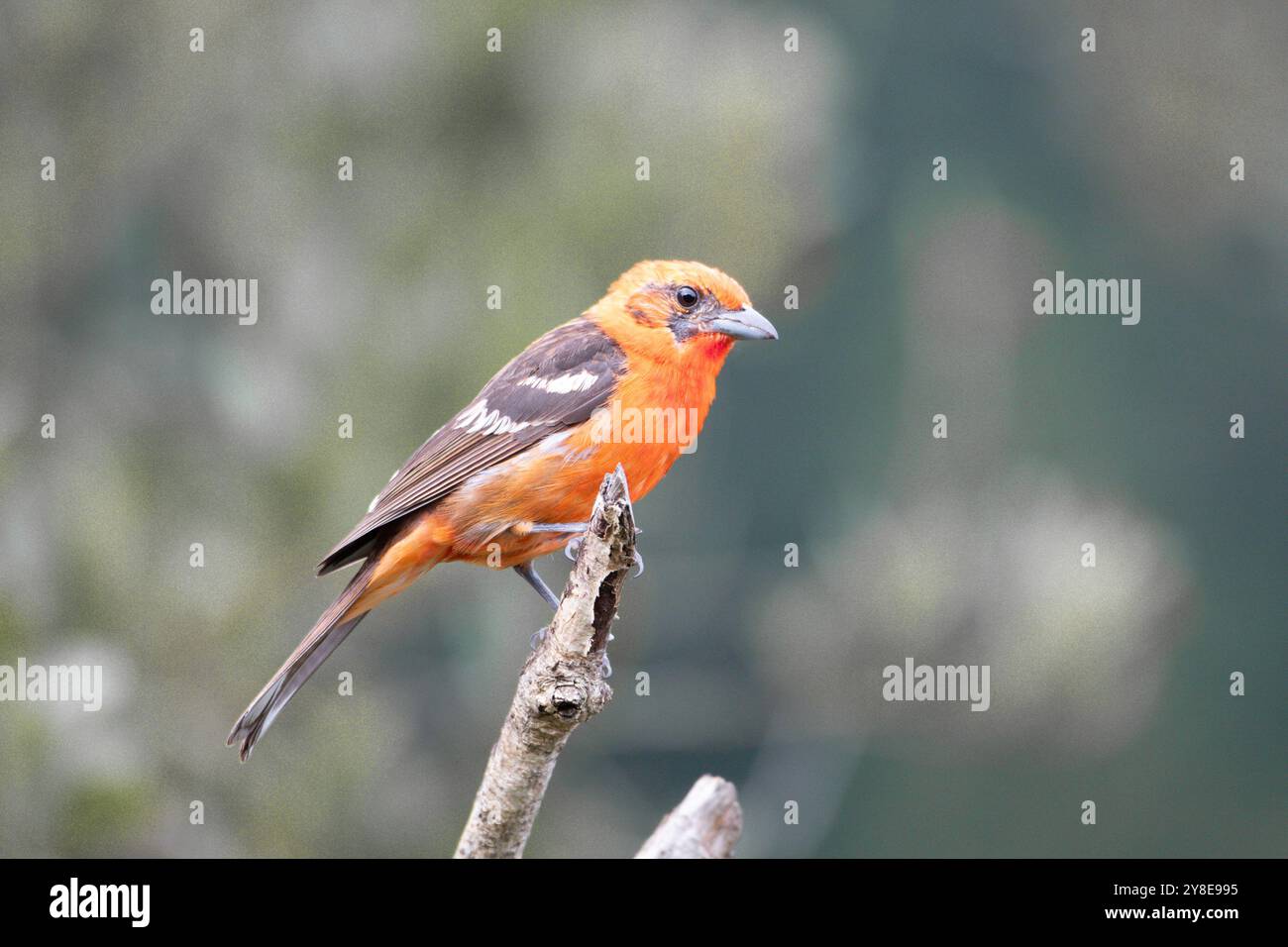 Flame-colored Tanager (Piranga bidentata) of Costa Rica Stock Photo - Alamy
