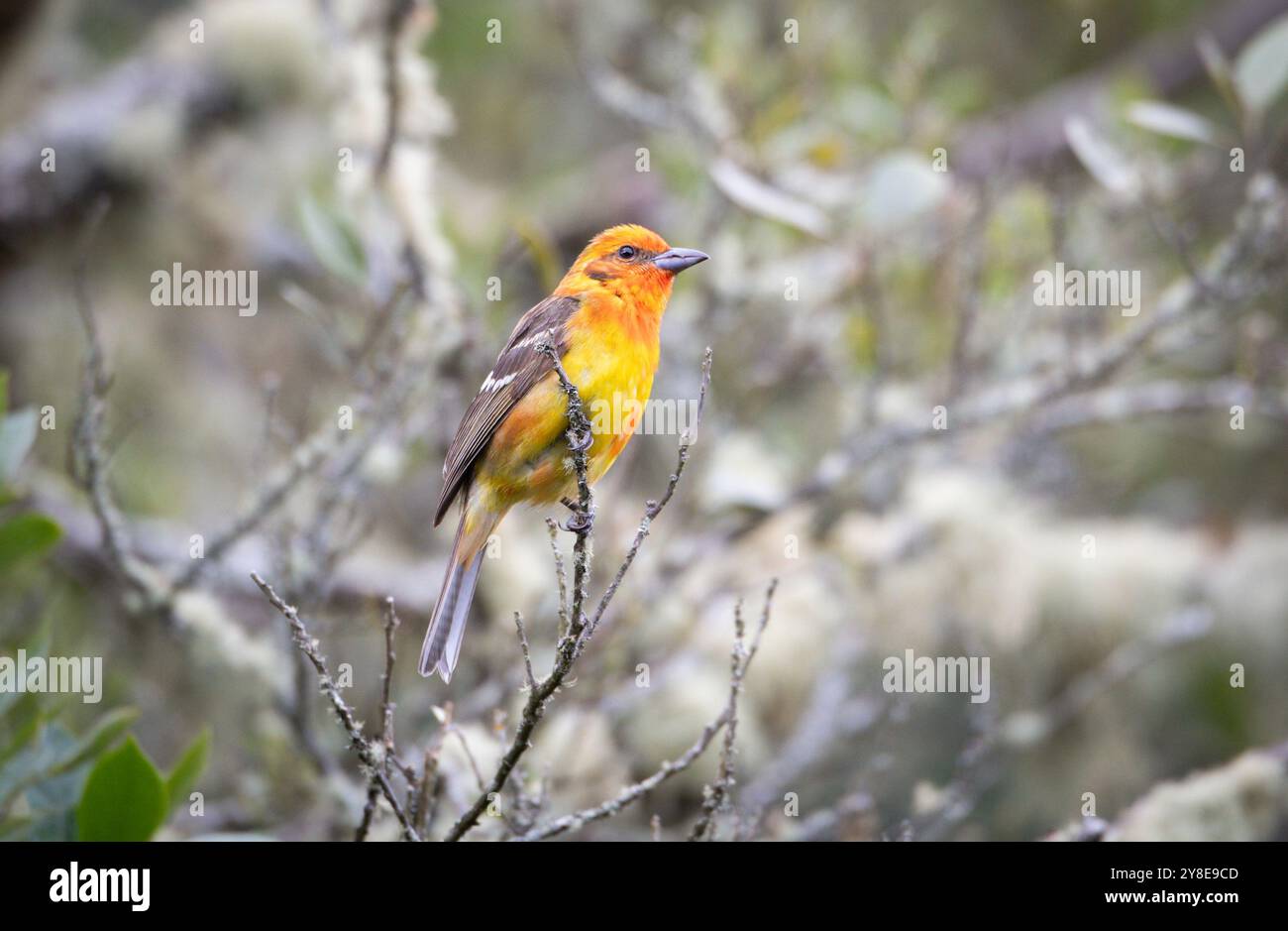Flame-colored Tanager (Piranga bidentata) of Costa Rica Stock Photo - Alamy
