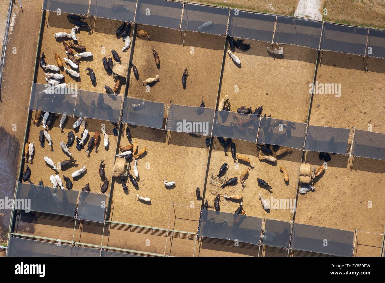 Aerial view of feed yard with meat cows. Feeding of cattle on farm ...