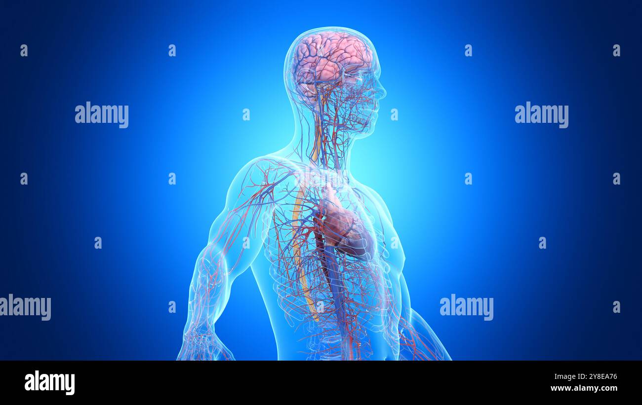 Illustration of the male nervous and cardiovascular system of the upper ...