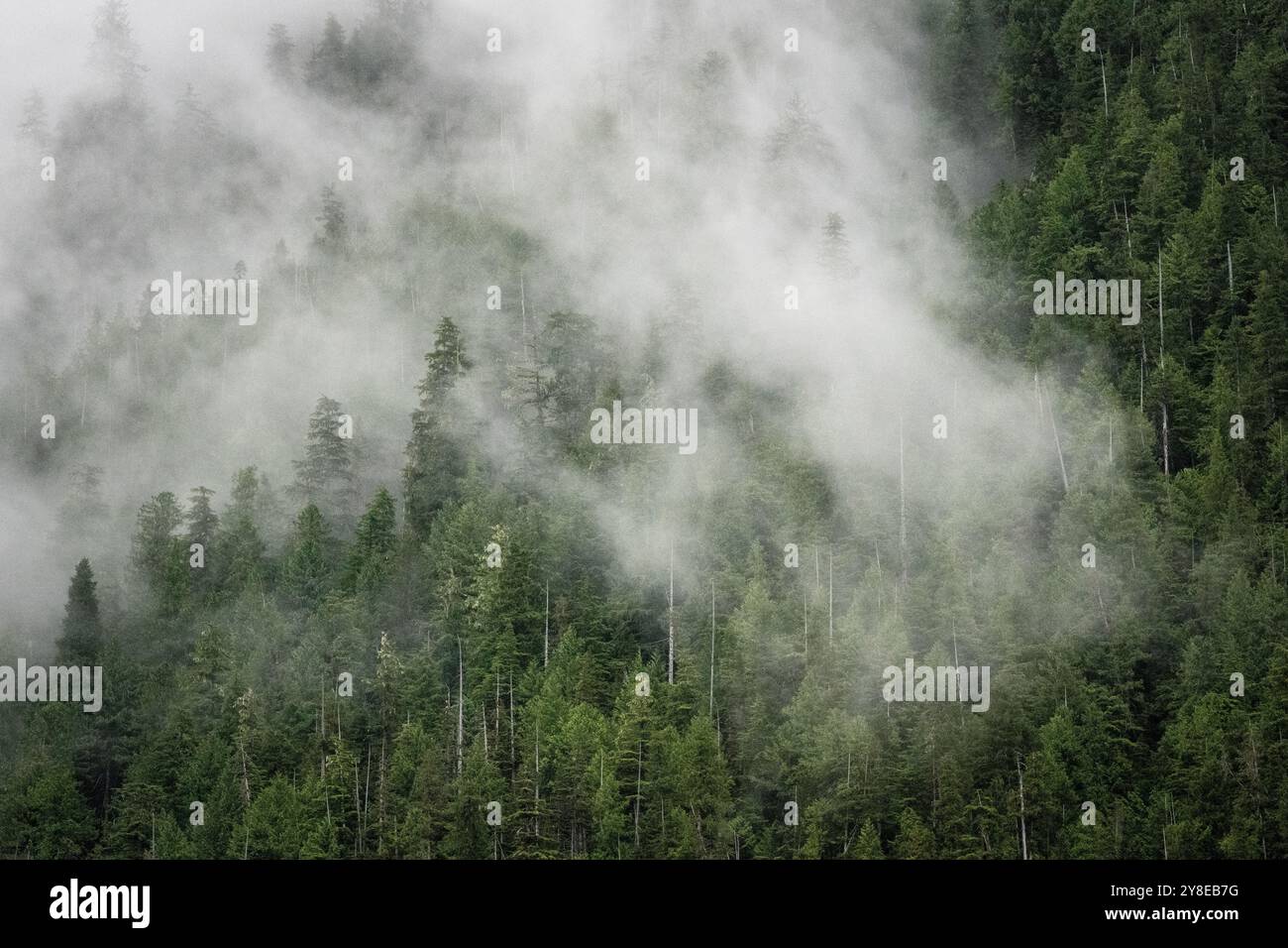 Mist rises from the trees in Southeast Alaska's Misty Fjords National ...