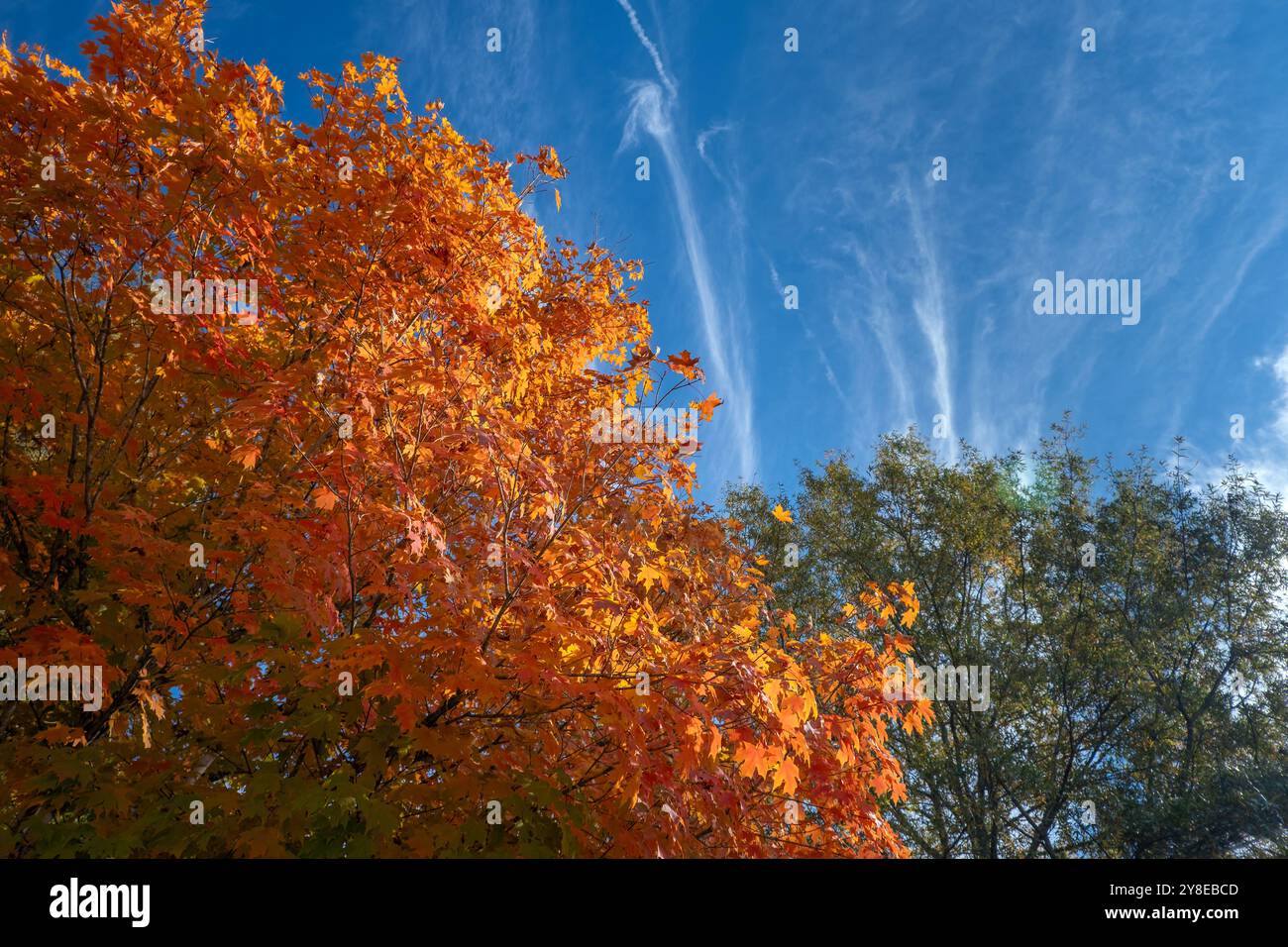 Autumn forest background. Vibrant colorful trees foliage in fall park ...