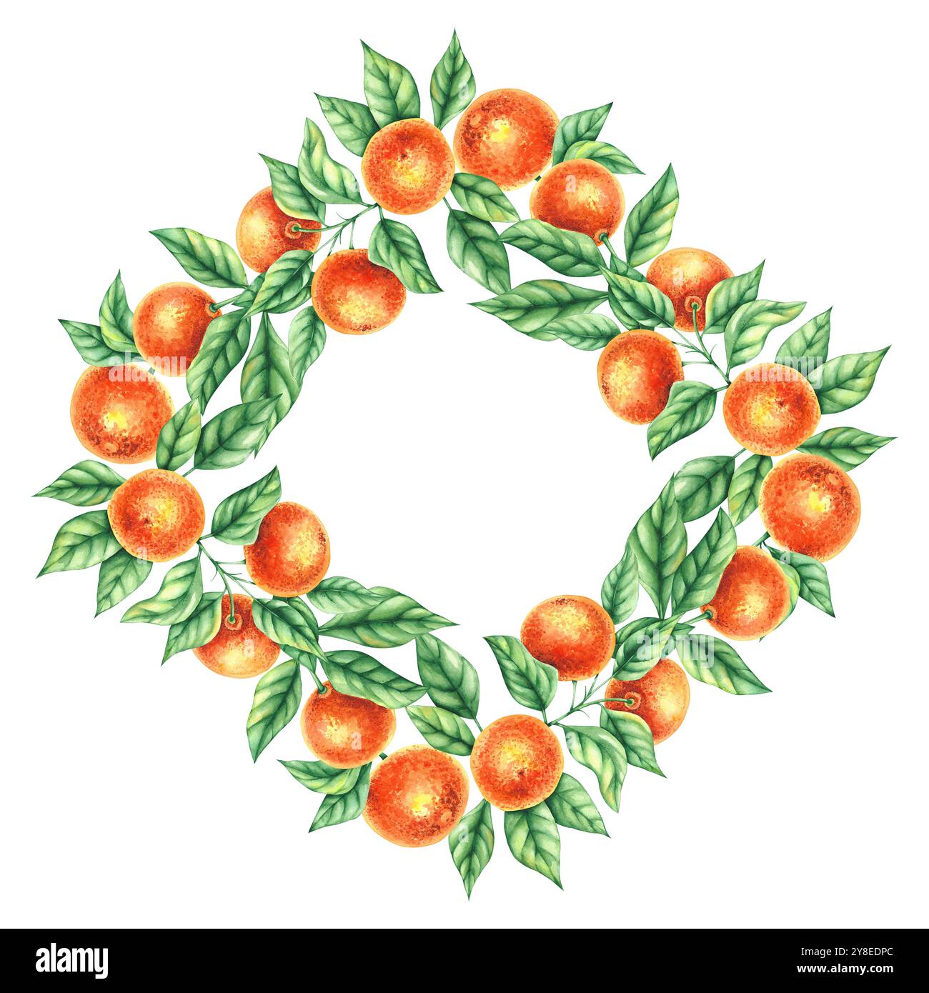 Watercolor botanical illustration with hand drawn tangerines Stock ...