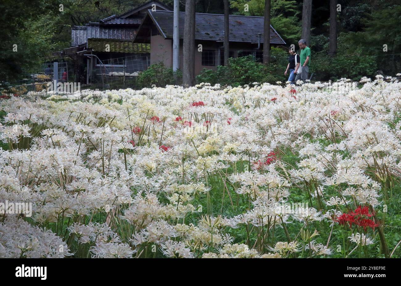 Flowers of Lycoris radiata (red spider lily / red magic lily / equinox ...
