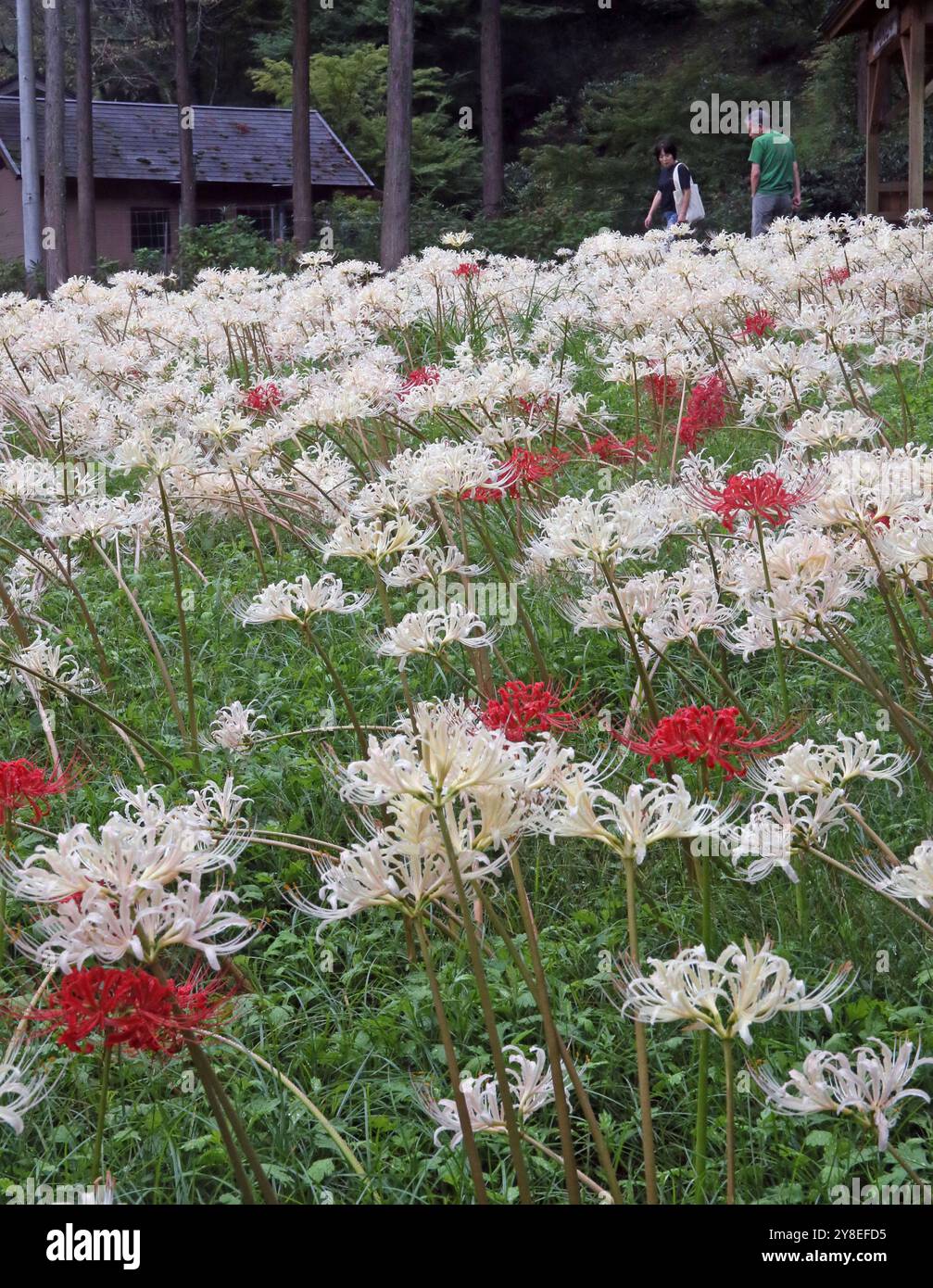Flowers of Lycoris radiata (red spider lily / red magic lily / equinox ...