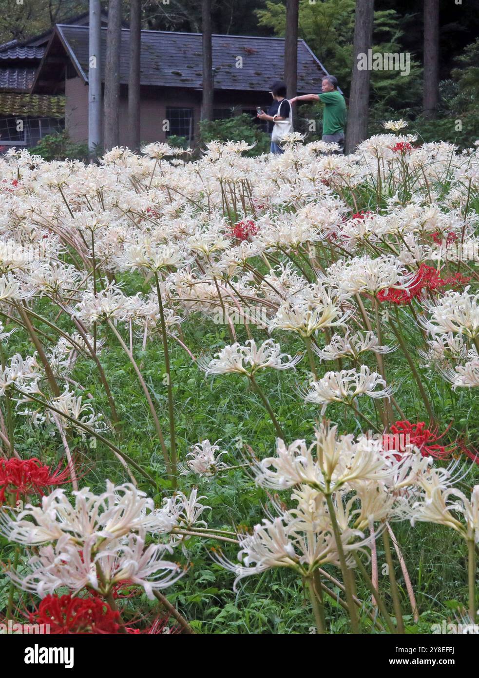 Flowers of Lycoris radiata (red spider lily / red magic lily / equinox flower / resurrection ...