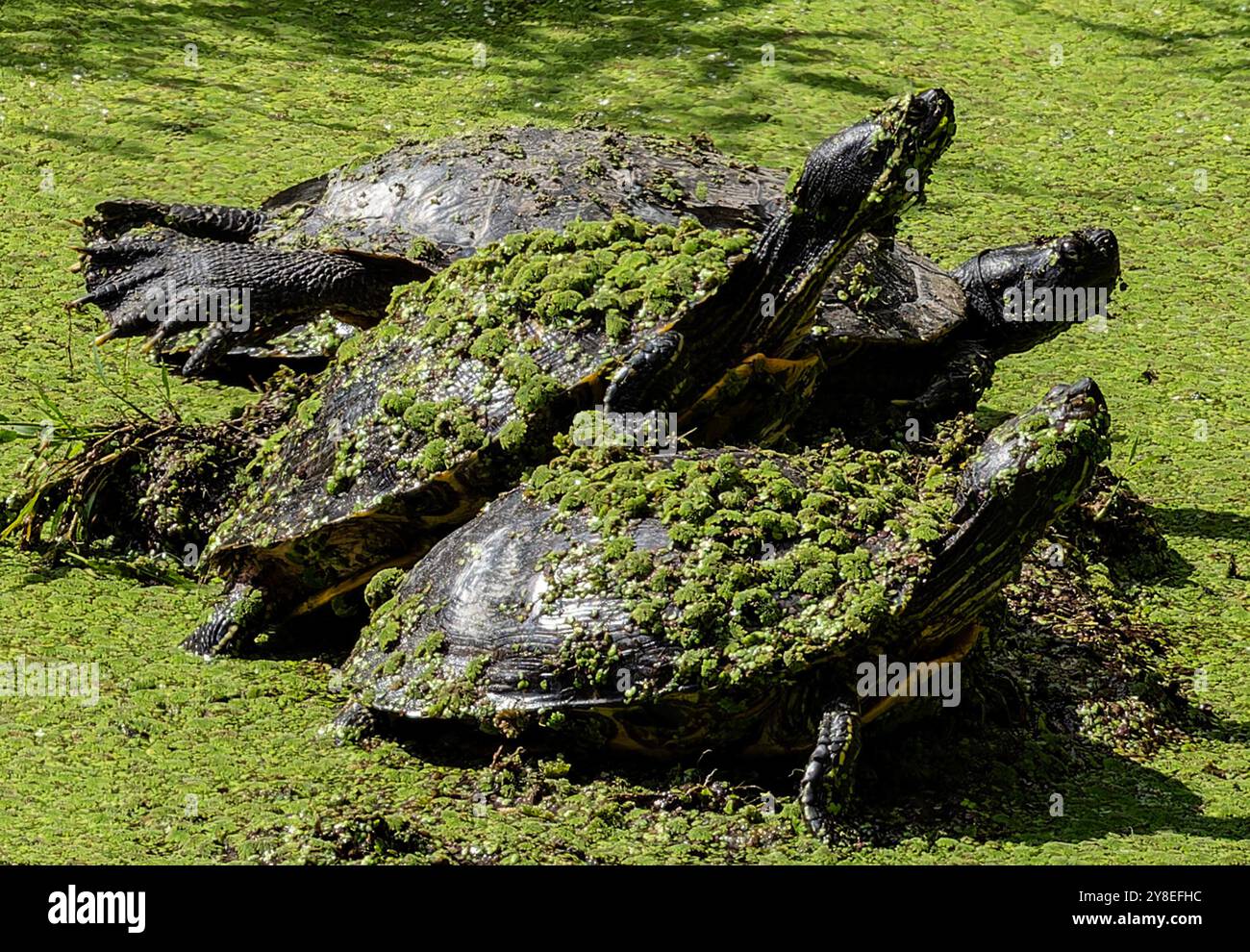 Mud Turtles on a rock in a silted pond Stock Photo - Alamy