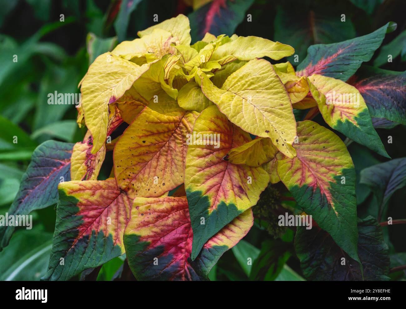 Josephs coat plant hi-res stock photography and images - Alamy