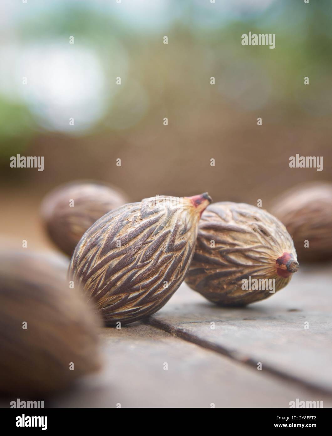 seeds of fox tail palm on outdoor table top, large oval shaped textured ...