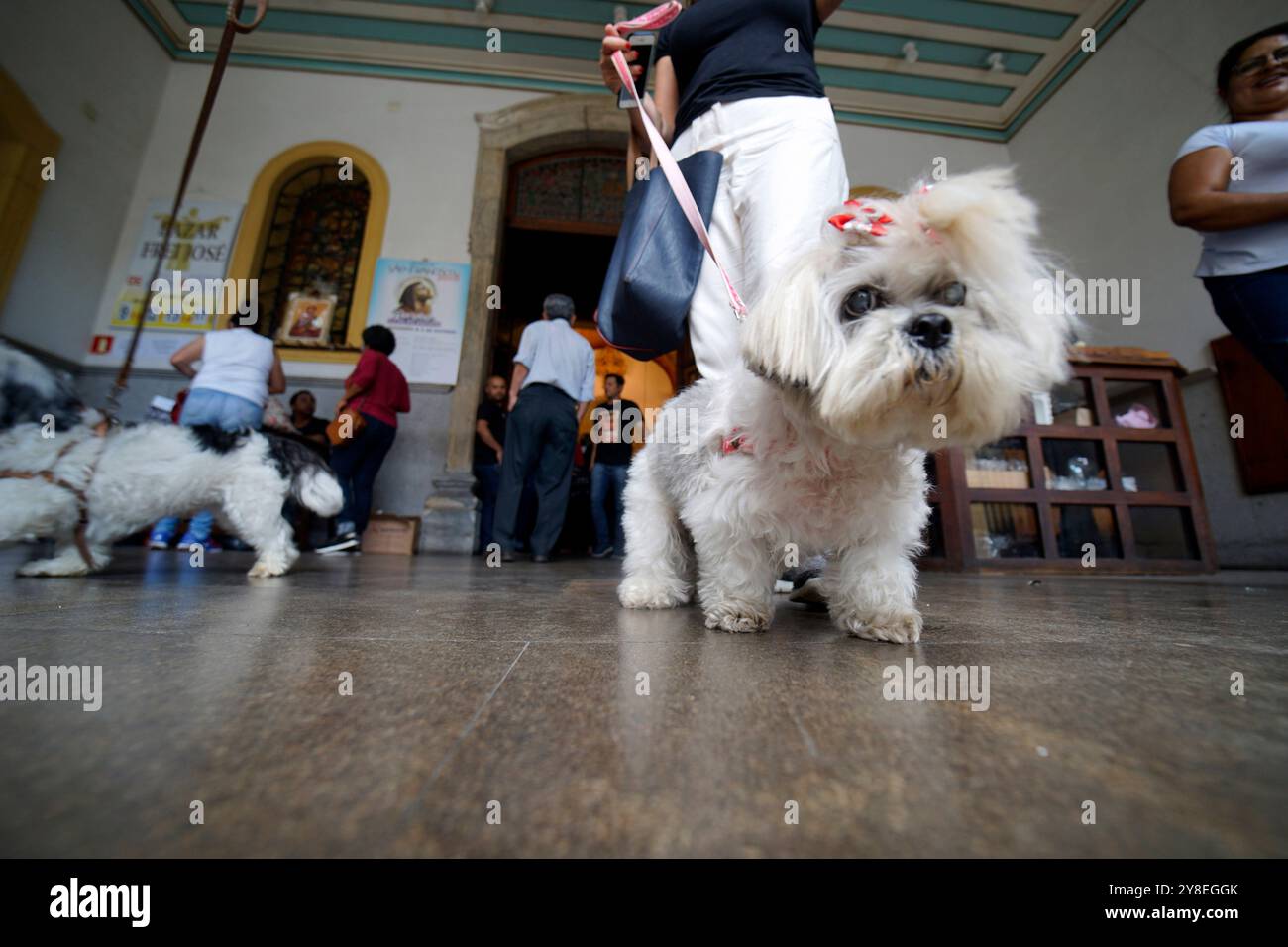 Devotees raise their pets to receive holy water blessings during a mass ...