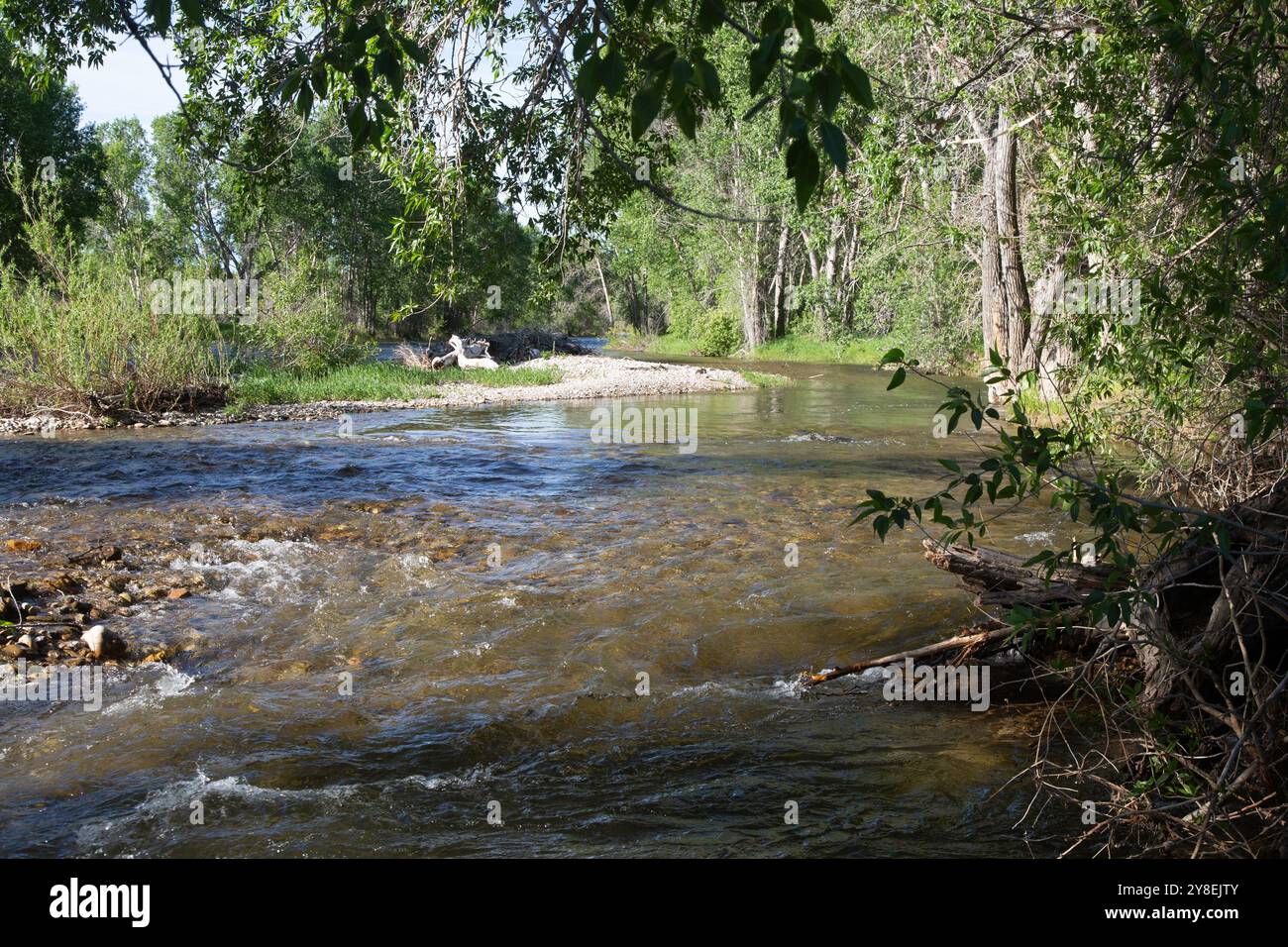 Belt Creek flows past cottonwoods, on its way from Big Baldy Mountain ...
