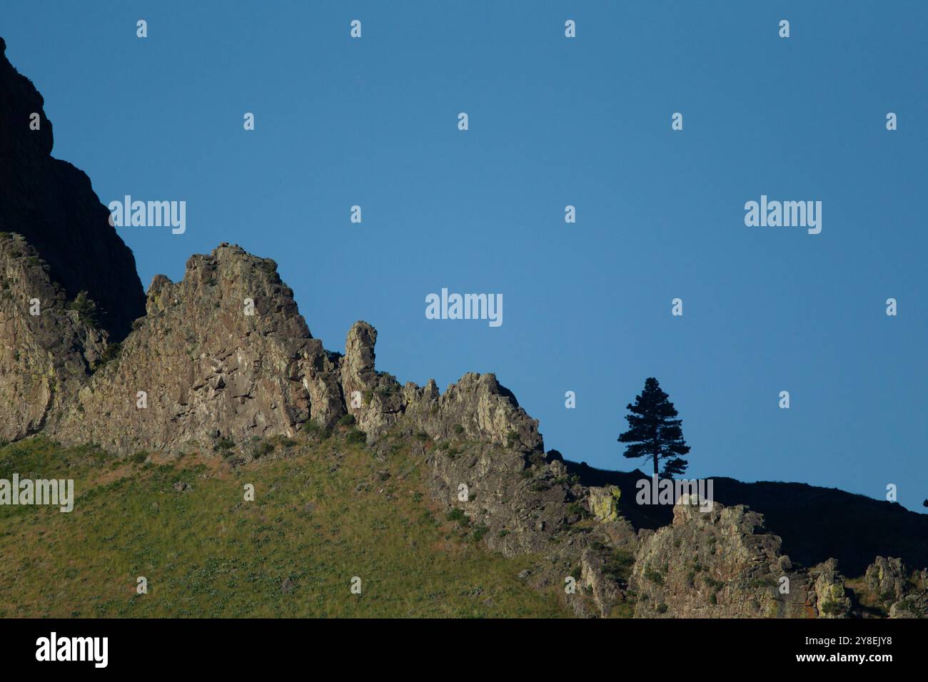 Silhouetted pine tree stands on sky line beyond rocky dike, Pelican ...