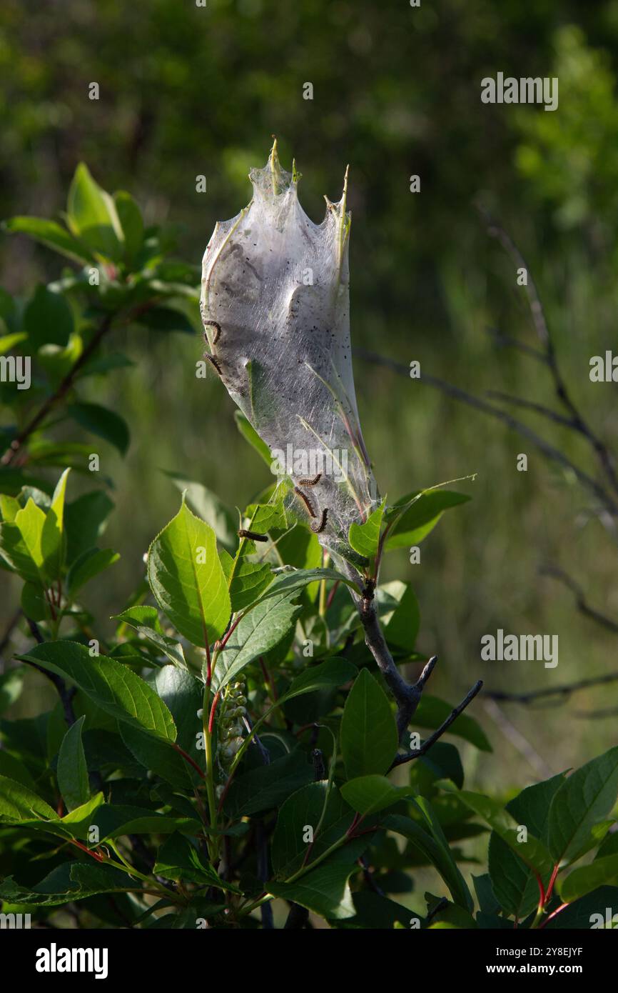 Tent caterpillars, which are moth larvae, move around on the tent they ...