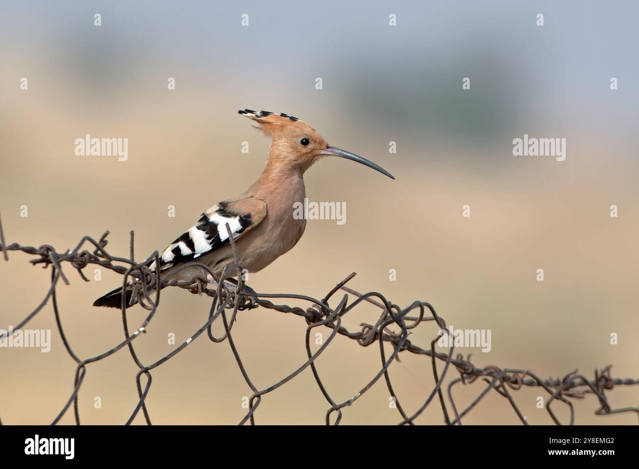 Eurasian hoopoe (Upupa epops) at desert national park in Rajasthan ...