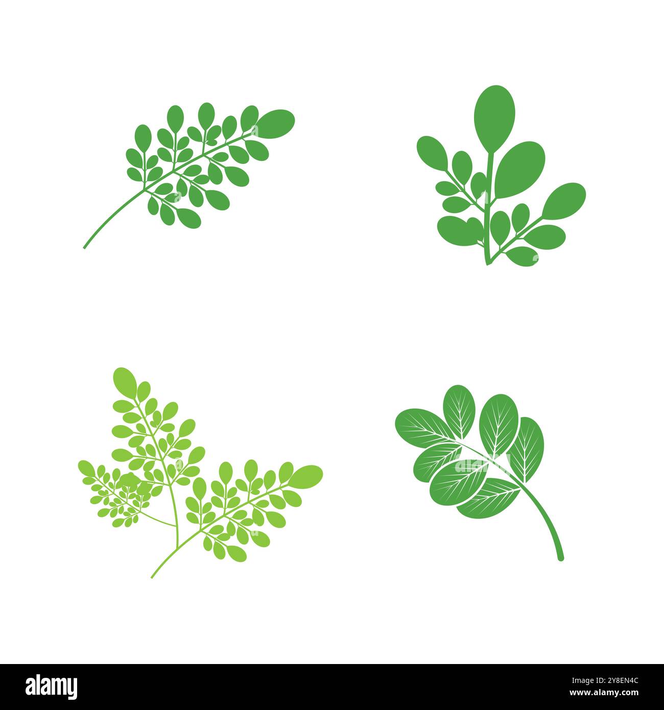 Moringa logo vector template symbol nature Stock Vector Image & Art - Alamy