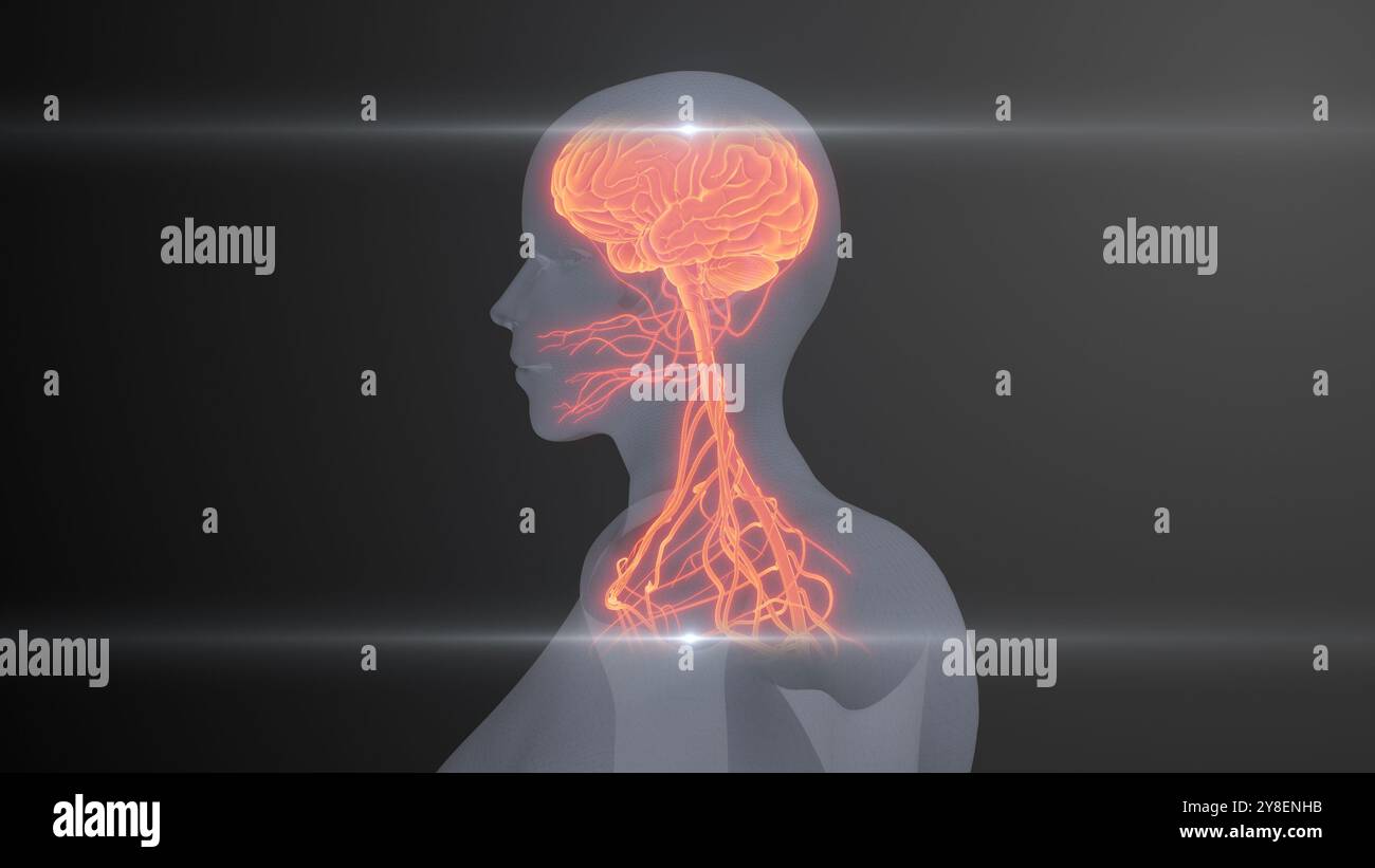 Human brain nervous system anatomy hi-res stock photography and images ...