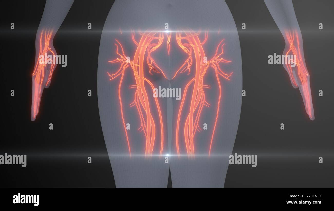 Future X-Ray Human Heart and Circulatory Examination Stock Photo - Alamy