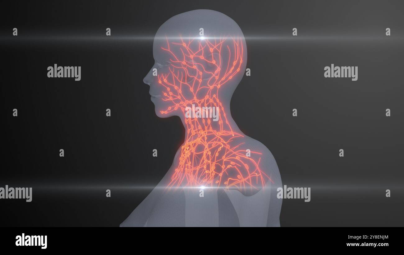 Lymphatic system health hi-res stock photography and images - Alamy