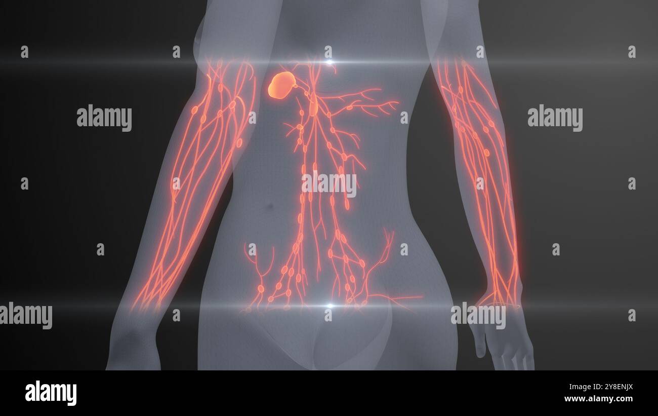 Lymphatic hi-res stock photography and images - Alamy