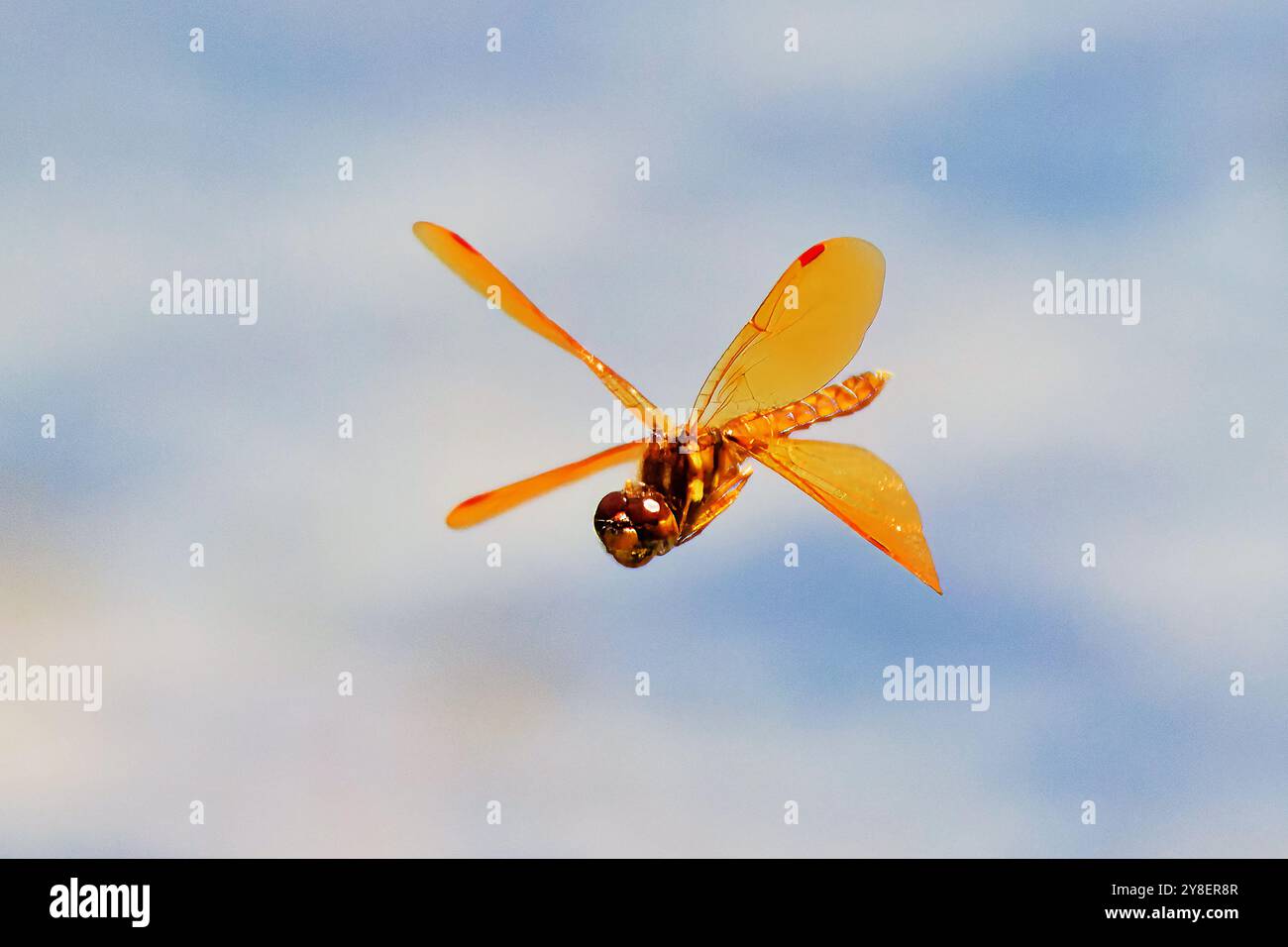 The eastern amberwing dragonfly (Perithemis tenera) in flight. It is very small dragonfly. The ...