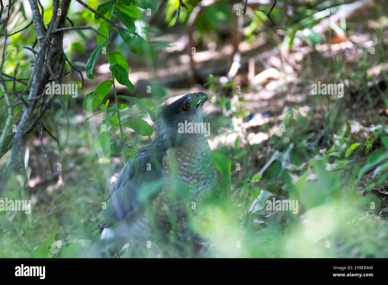 Cooper's hawk (Accipiter cooperii), also known as the Cooper hawk is ...