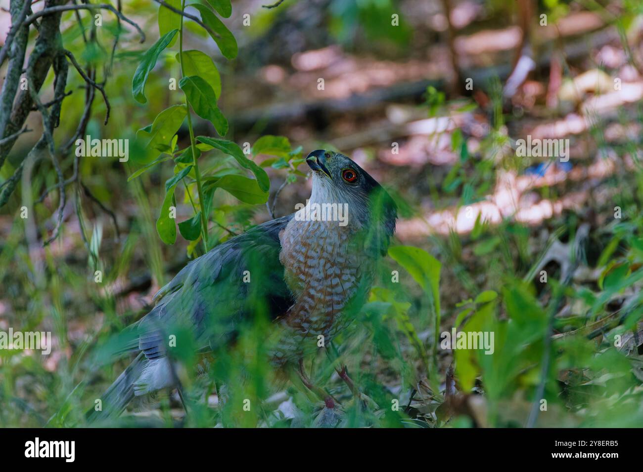 Cooper's hawk (Accipiter cooperii), also known as the Cooper hawk is ...