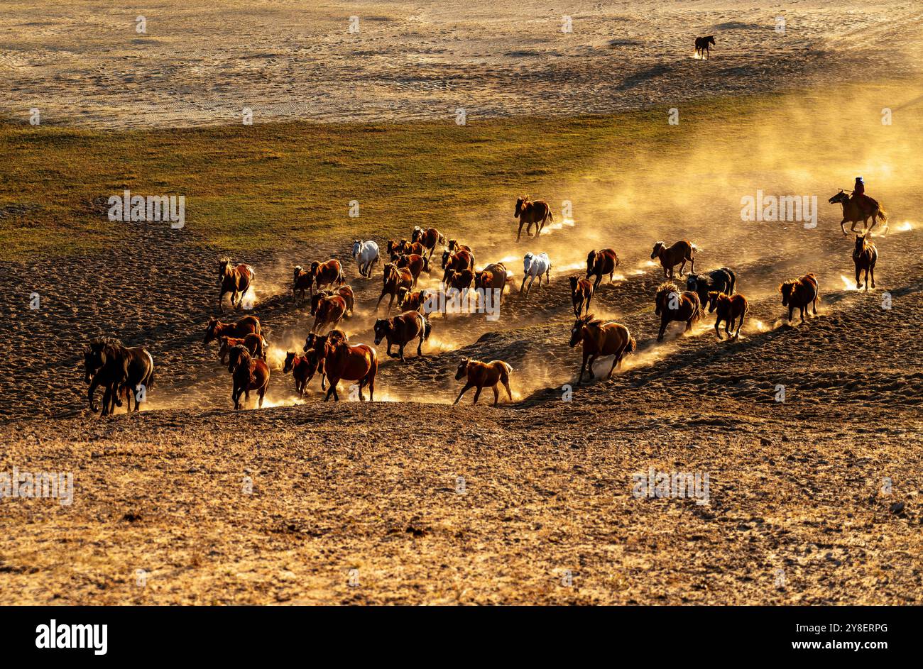 Horse herd run fast in desert dust against dramatic sunset sky Stock ...