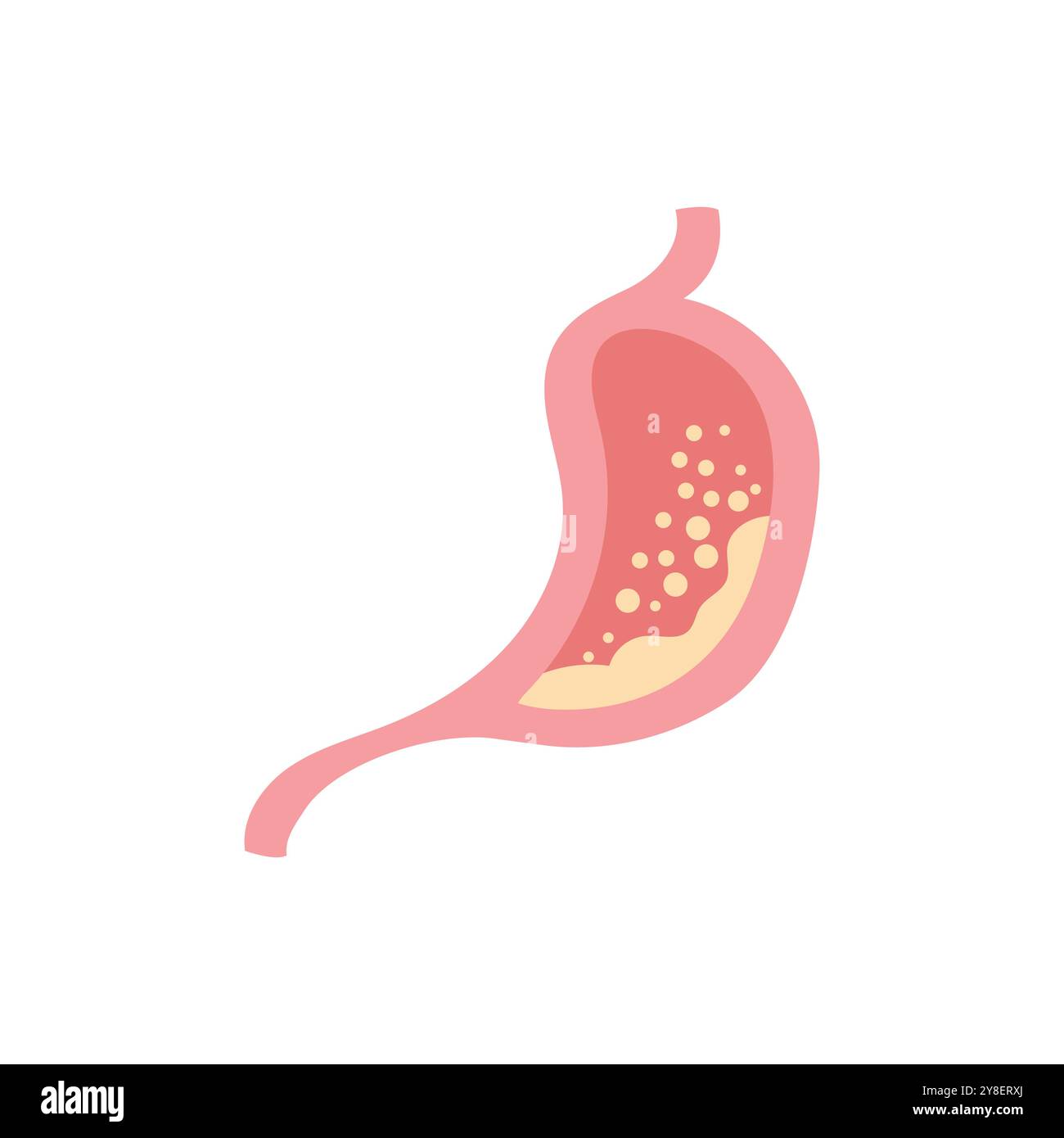 Stomach logo icon illustration vector flat and symbol design Stock ...