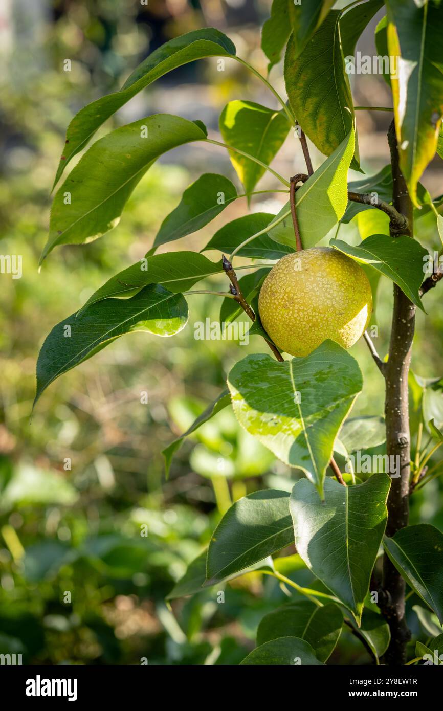 Japanese or Chinese pear tree with immature fruits on branches with ...