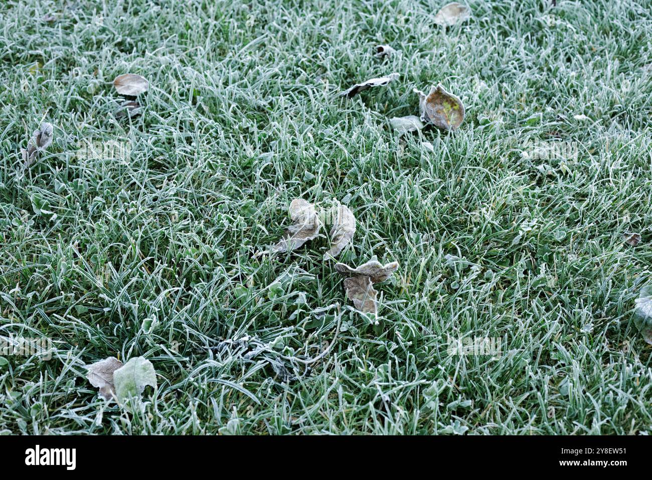 Green grass and fallen leaves in a freezing morning. The first frosts ...
